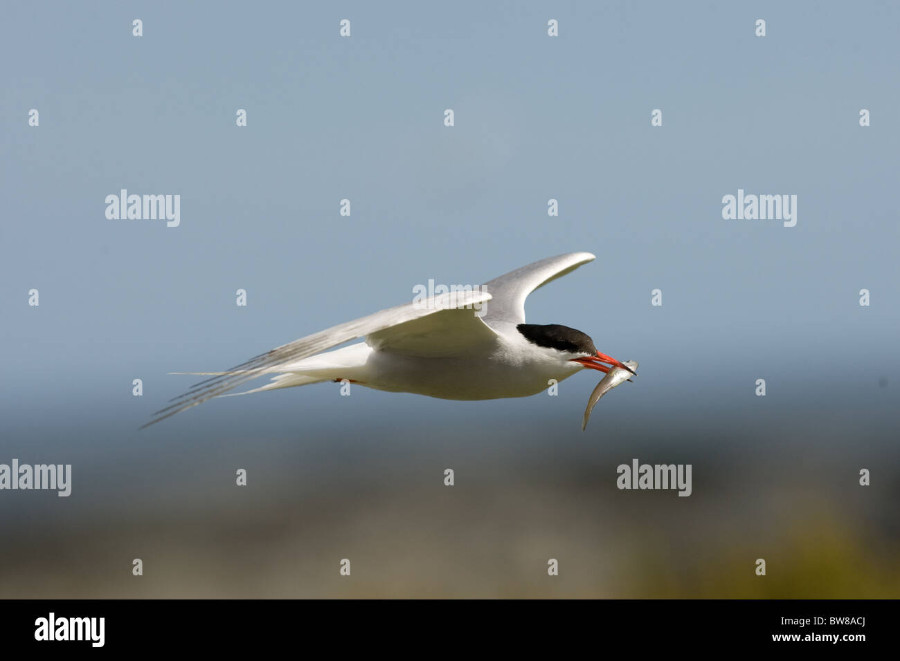The Arctic Tern (Sterna paradisaea) is a seabird of the tern family ...