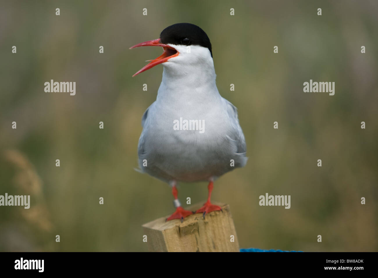 The Arctic Tern (Sterna paradisaea) is a seabird of the tern family ...
