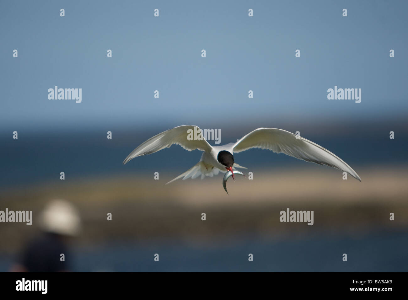 The Arctic Tern (Sterna paradisaea) is a seabird of the tern family ...