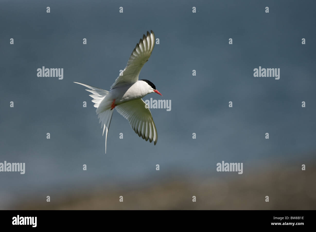 The Arctic Tern (Sterna paradisaea) is a seabird of the tern family ...