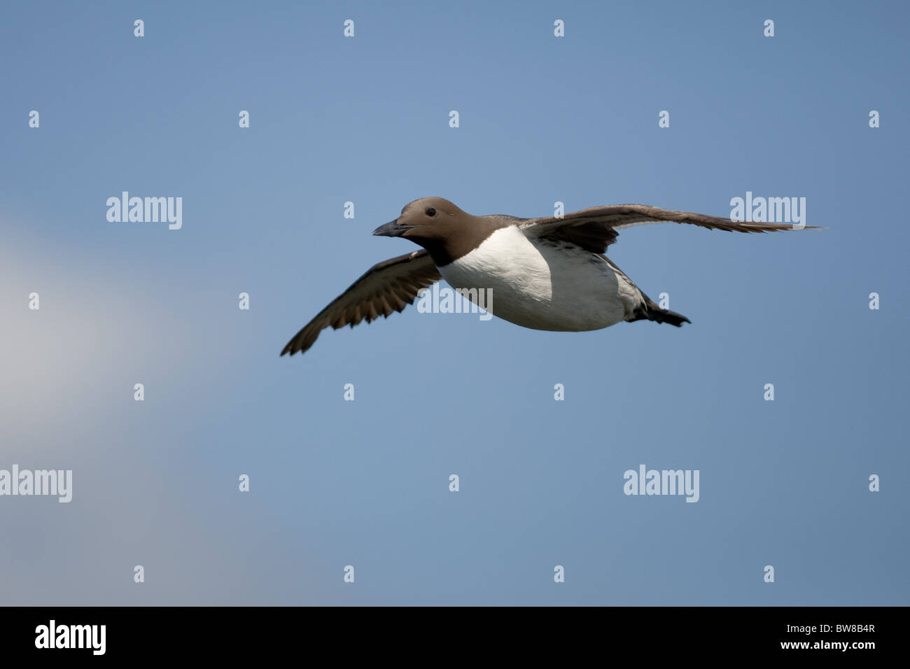 The Common Murre or Common Guillemot (Uria aalge) is a large auk Stock ...