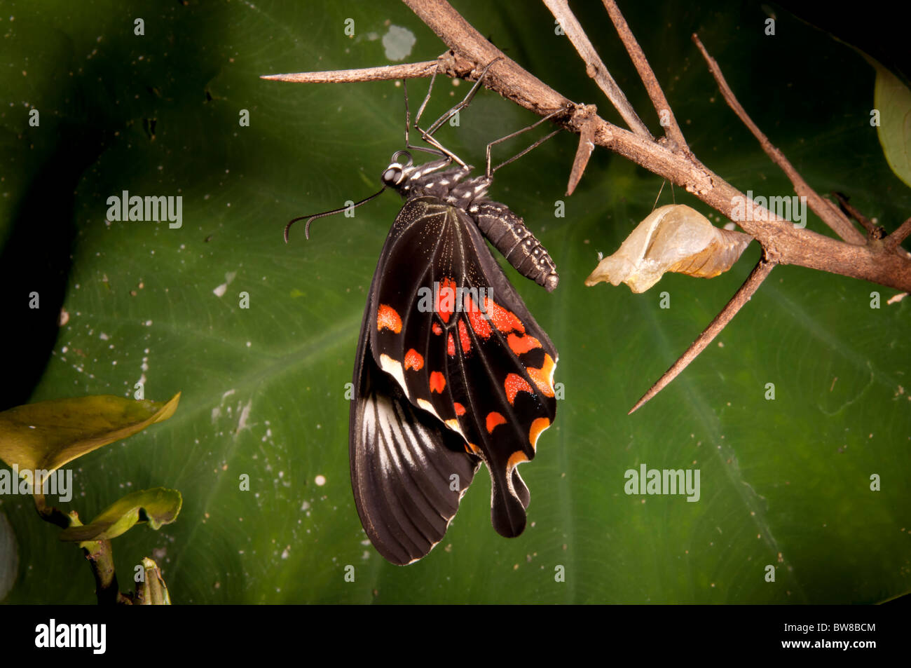 butterflies life cycle Stock Photo - Alamy