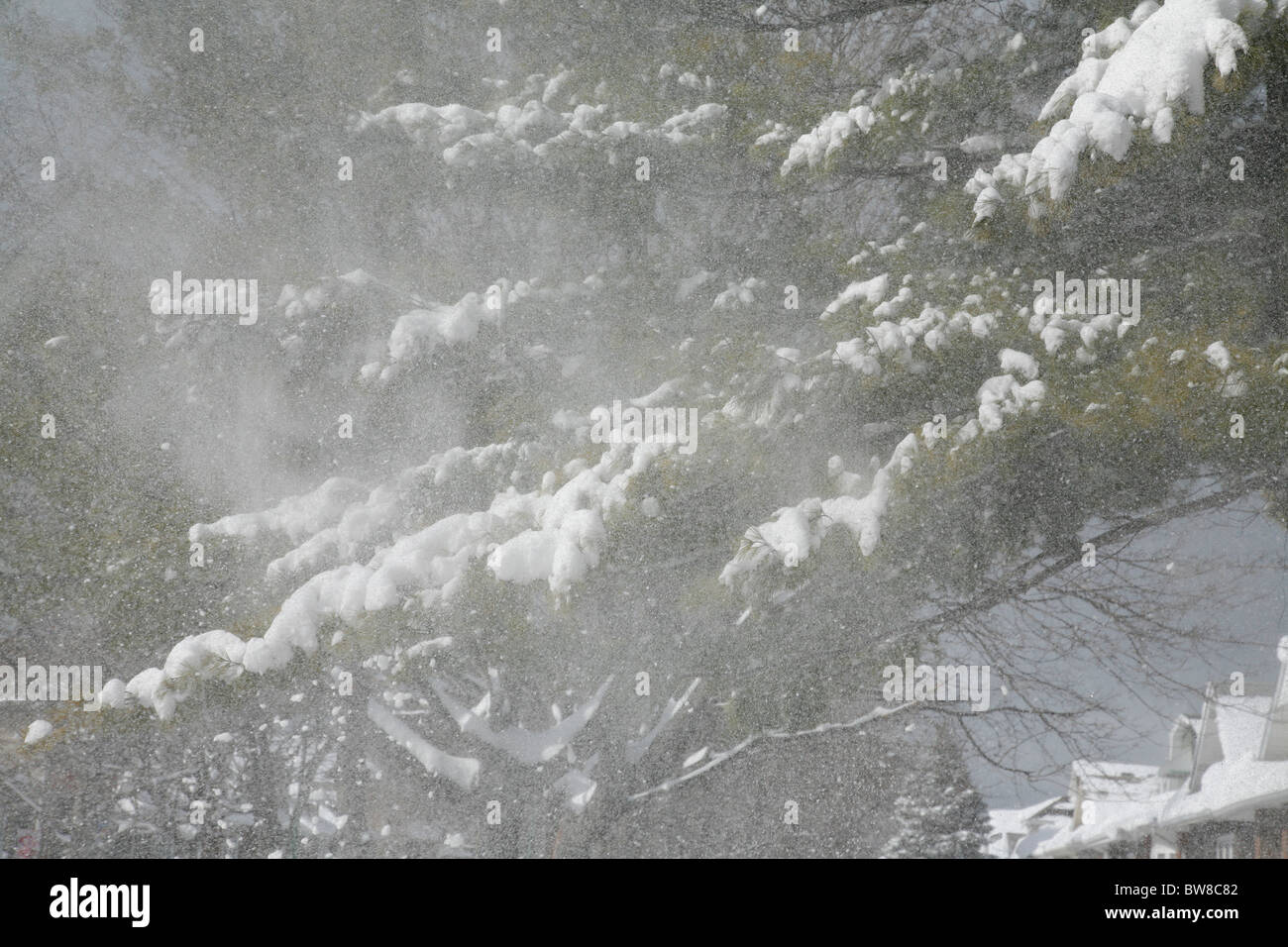 snow blows from trees in winter Stock Photo - Alamy