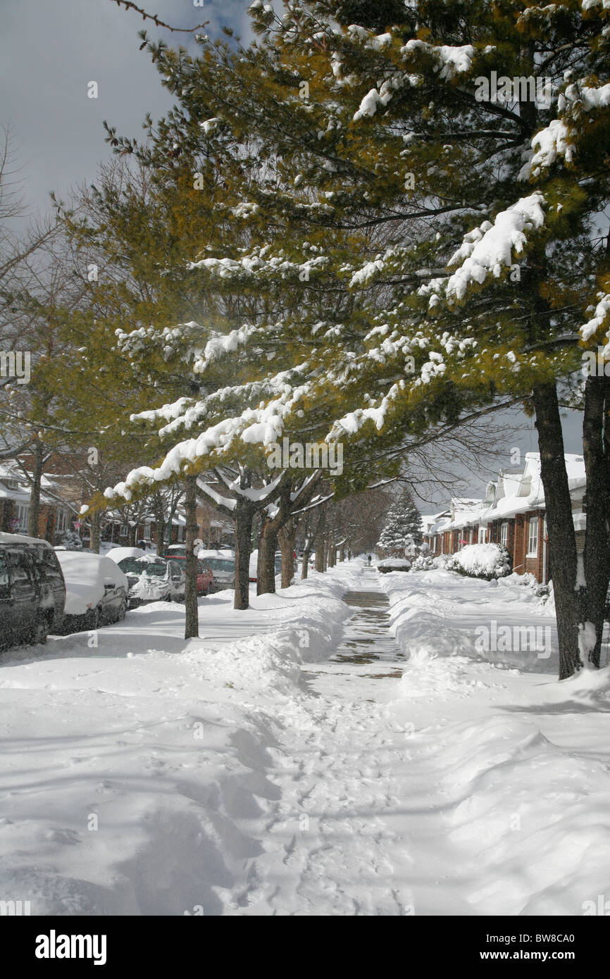 snow covered side walk trees front yard street and tree in winter in ...