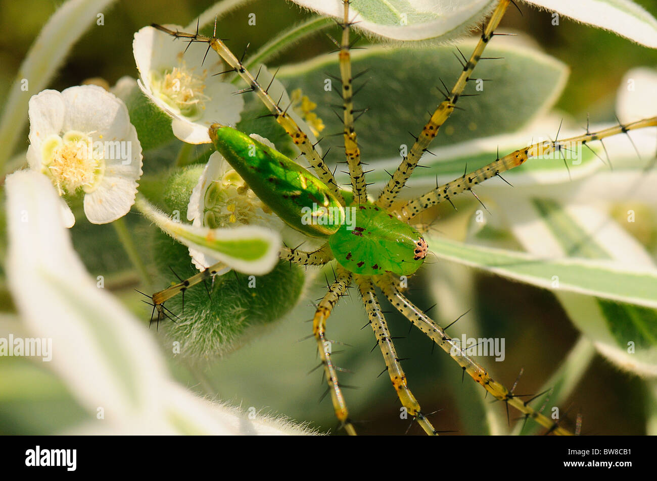 Snow on the prairie,(Euphorbia bicolor) and Green Lynx Spider ...