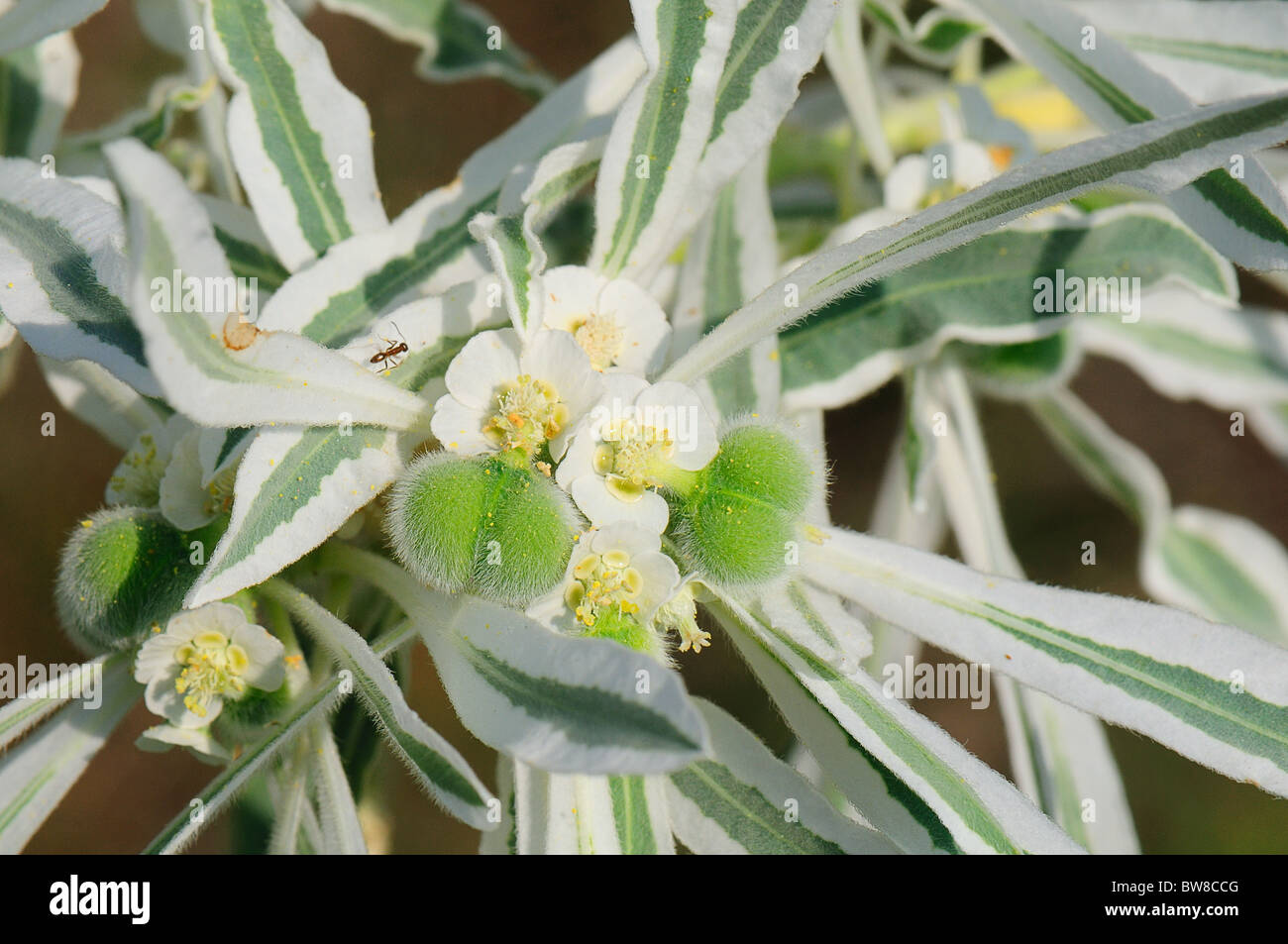 Snow on the prairie Stock Photo - Alamy