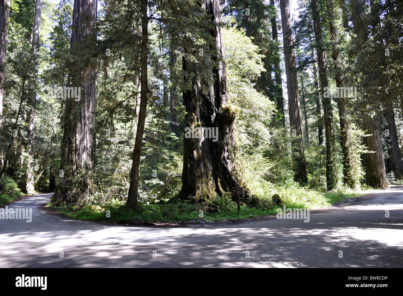 Redwoods National Park, California, USA Stock Photo - Alamy