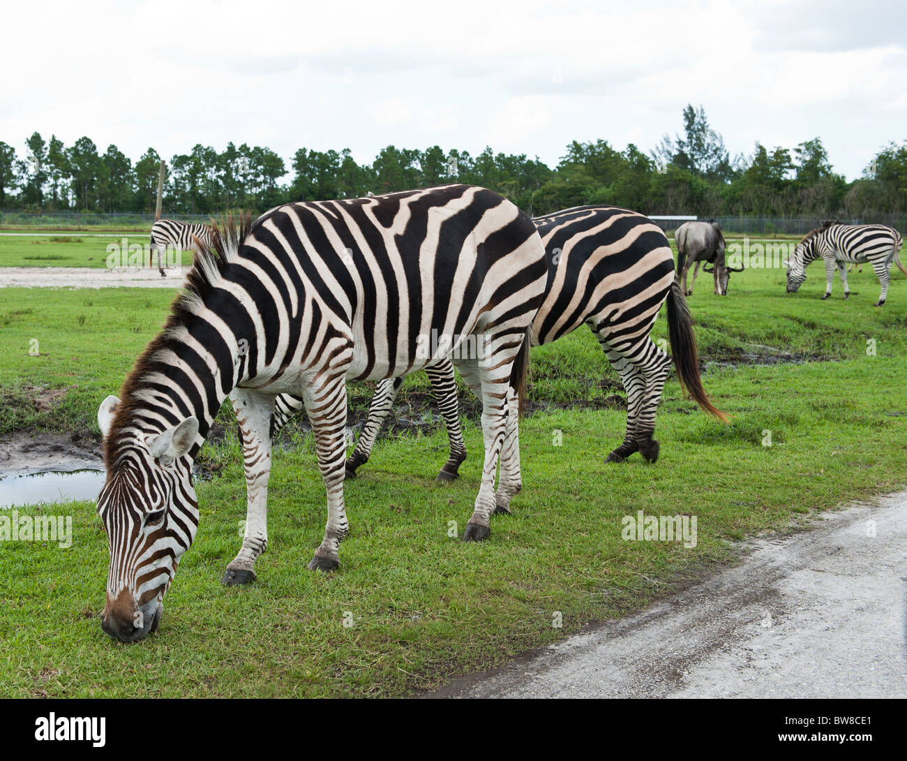 Zebra eating hi-res stock photography and images - Alamy