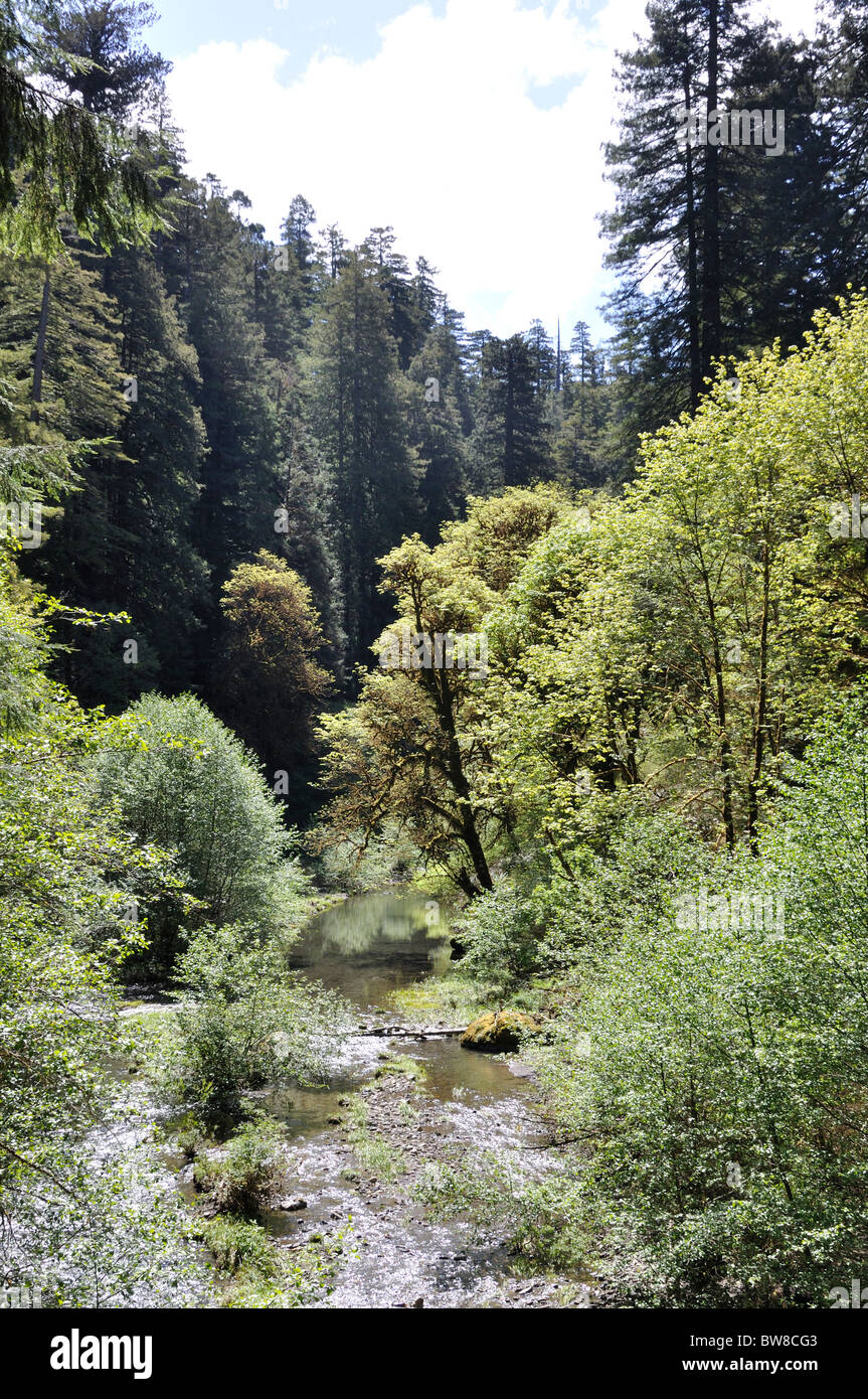 Redwoods National Park, California, USA Stock Photo - Alamy