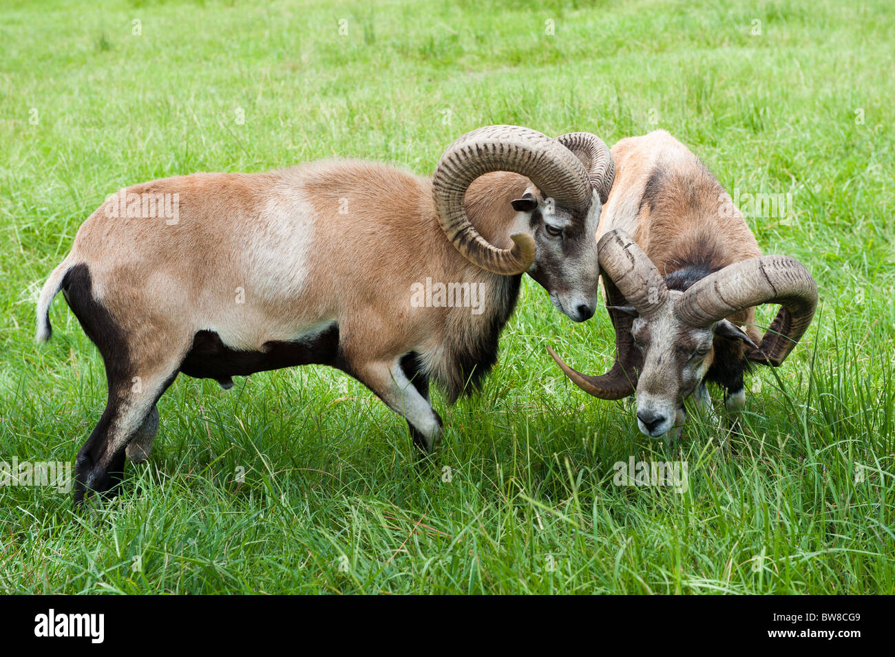 Horned, Ram, Bighorn Sheep Stock Photo - Alamy