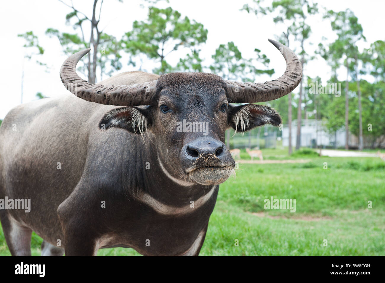 Buffalo wildlife hi-res stock photography and images - Alamy