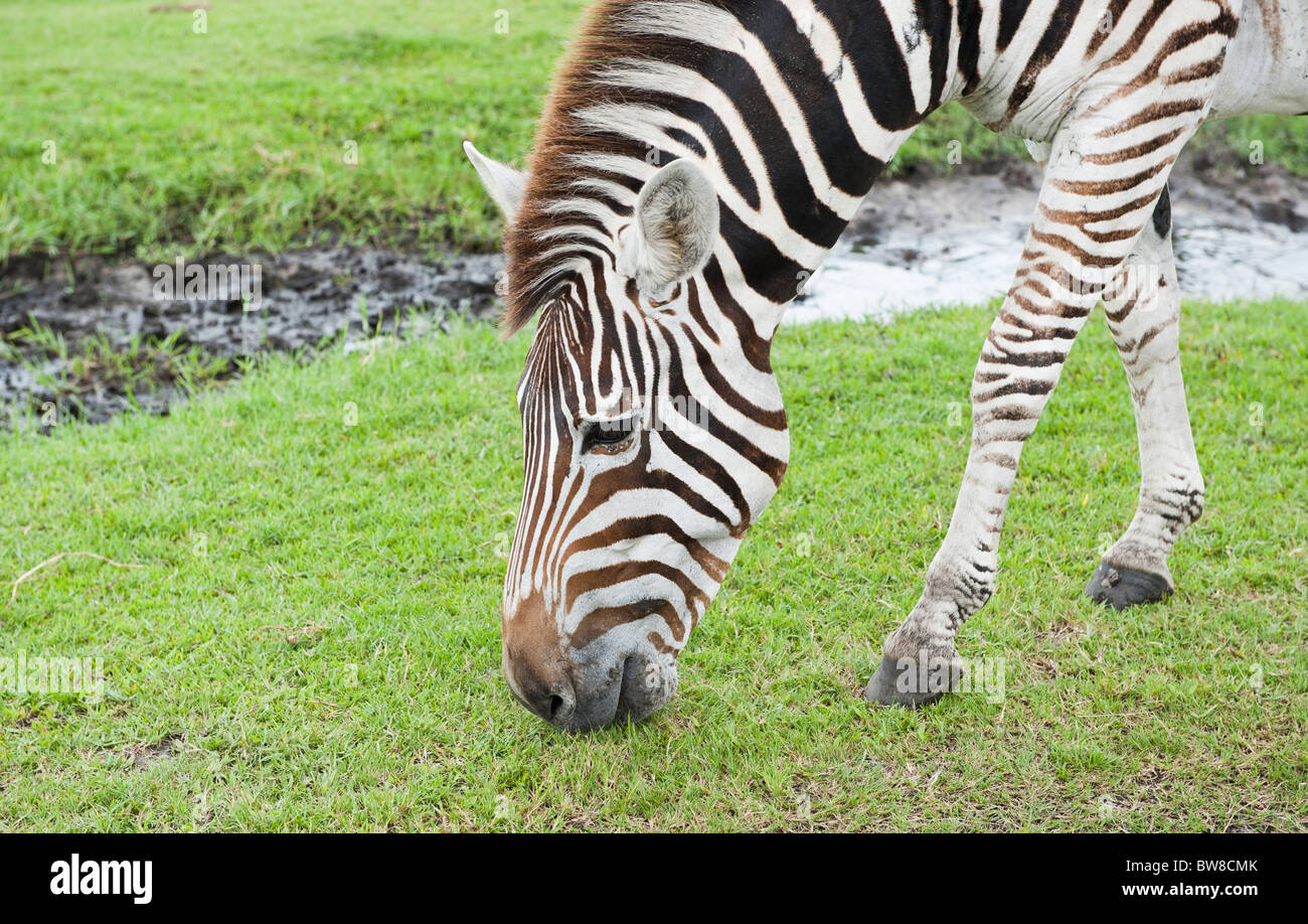 Zebra grazing grass hi-res stock photography and images - Alamy