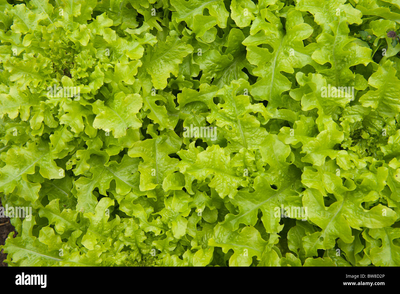 Close up garden lettuce green background texture Lactuca spp Stock ...