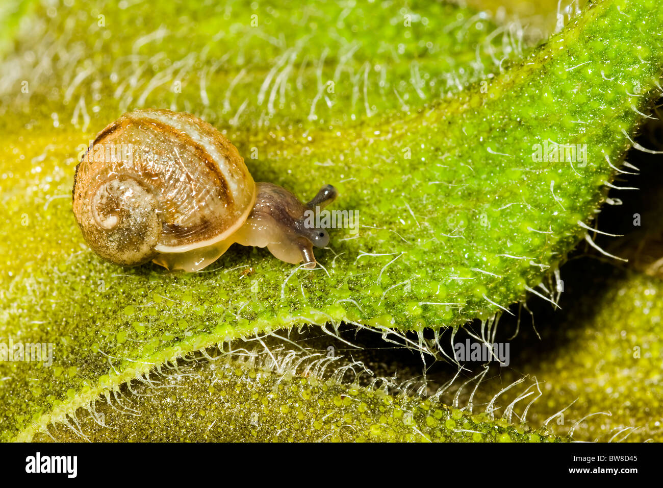 Snail on spiky leaf Stock Photo - Alamy