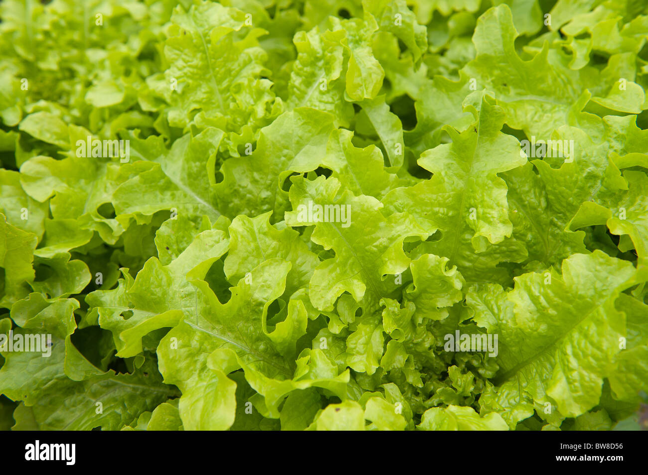 Close up garden lettuce green background texture Lactuca spp Stock ...