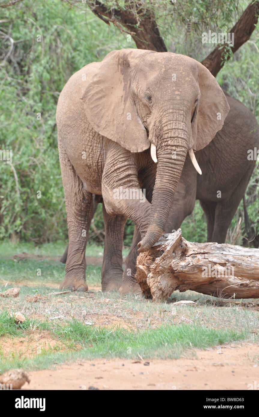 Elephant scratch hi-res stock photography and images - Alamy