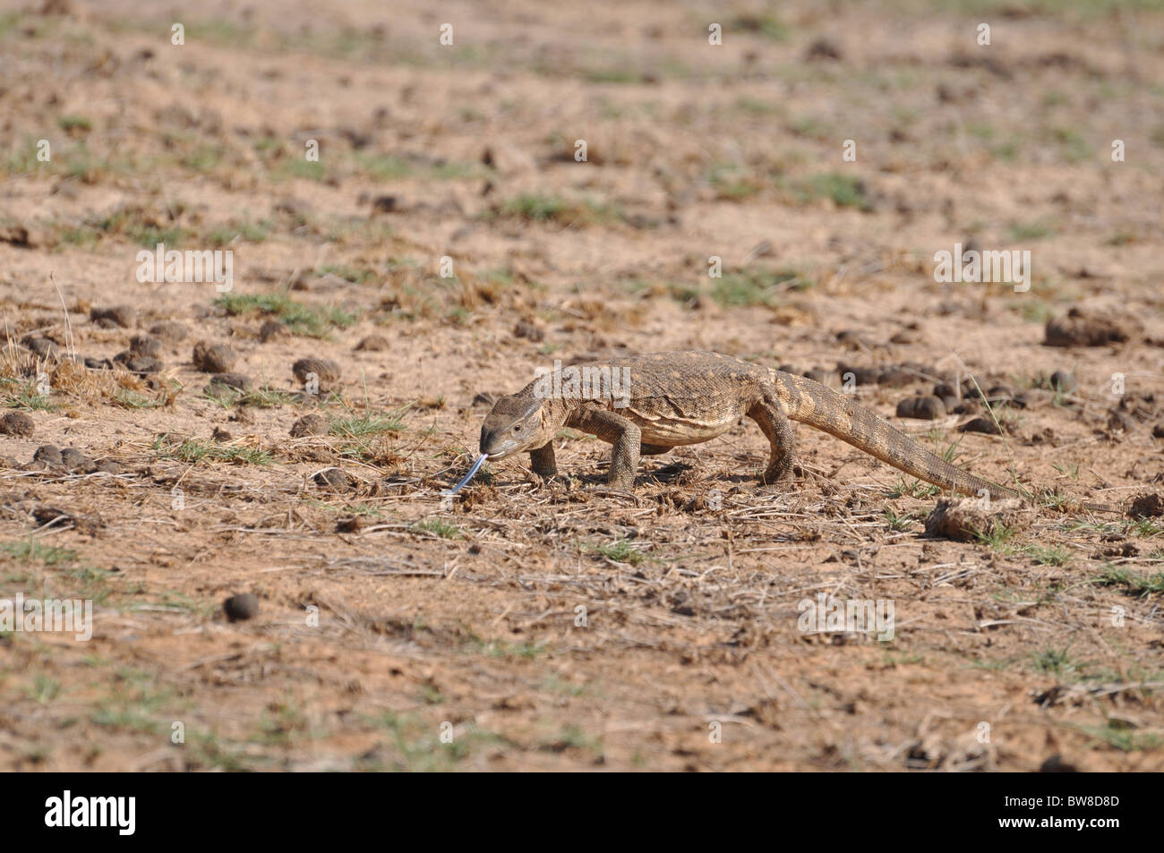 Monitor Lizard Kenya Stock Photo - Alamy