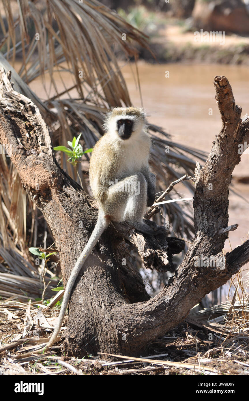 vervet monkey sitting in tree Stock Photo - Alamy