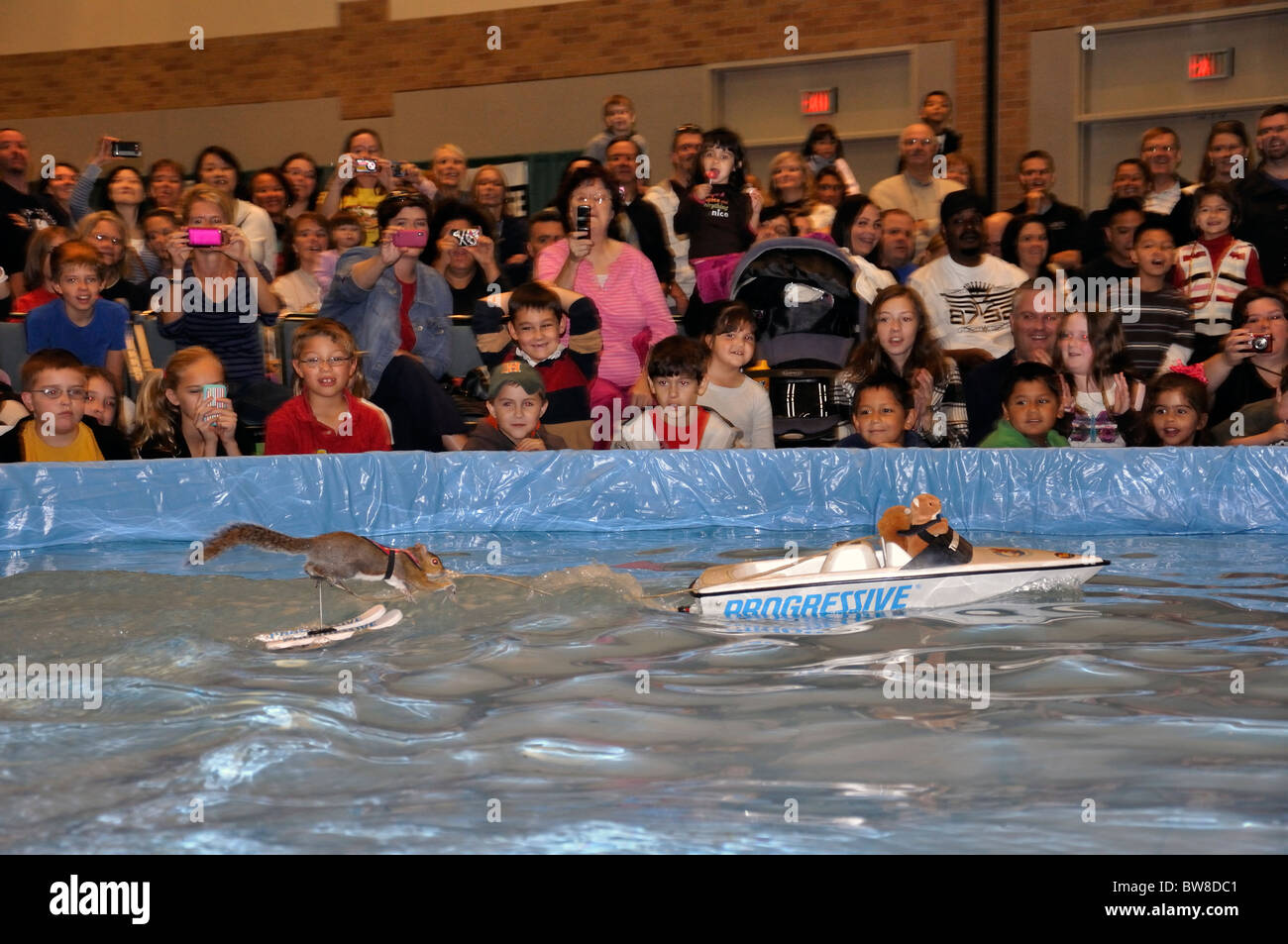 Twiggy the water skiing squirrel Stock Photo - Alamy Twiggy the water skiing squirrel Stock Photo - Alamy