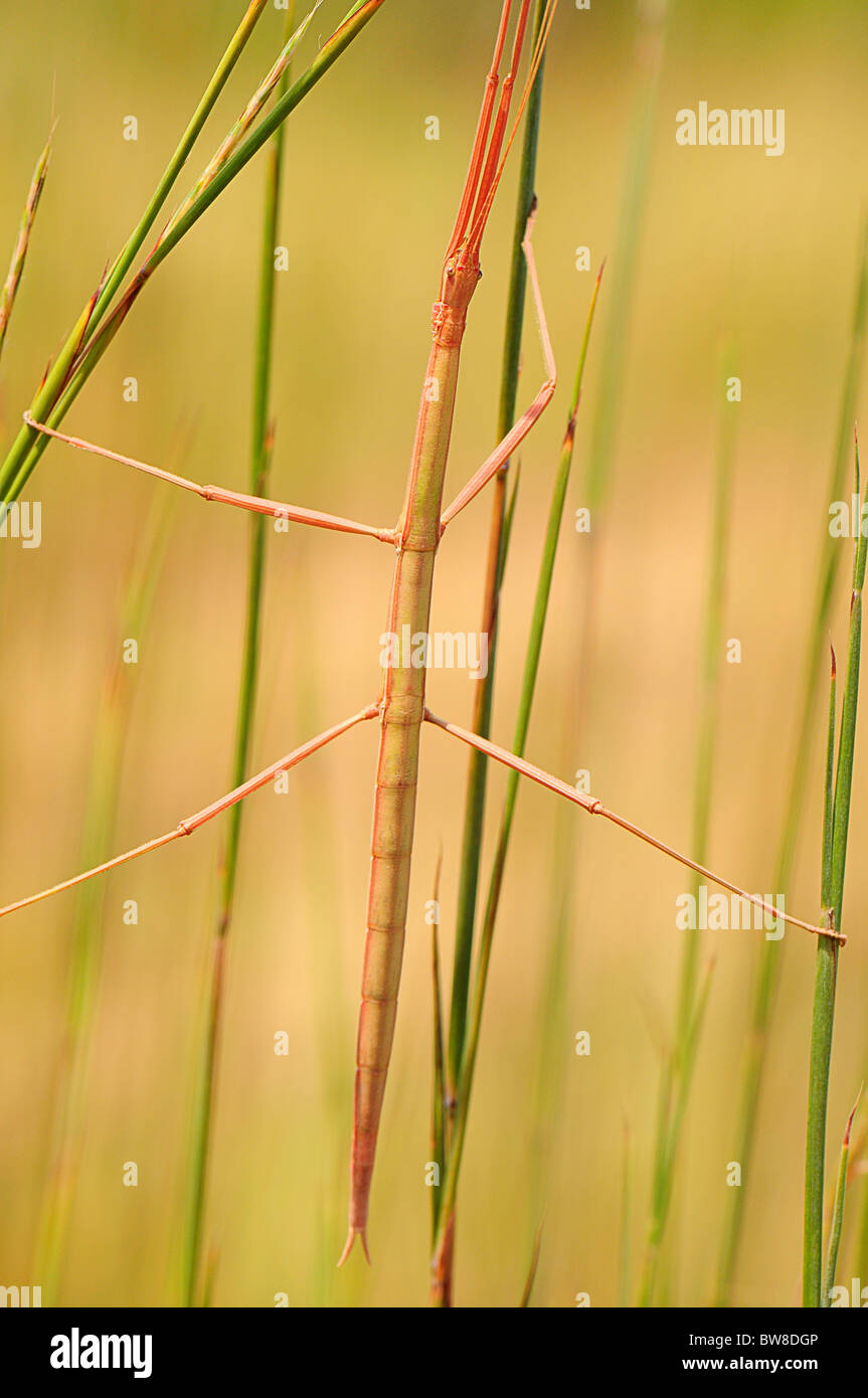 Walkingstick insect hi-res stock photography and images - Alamy