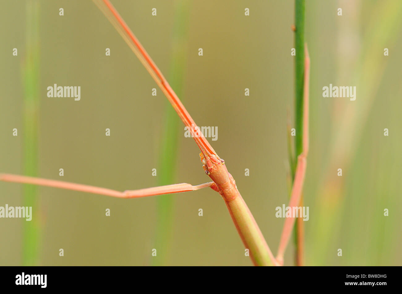 Walkingstick insect hi-res stock photography and images - Alamy
