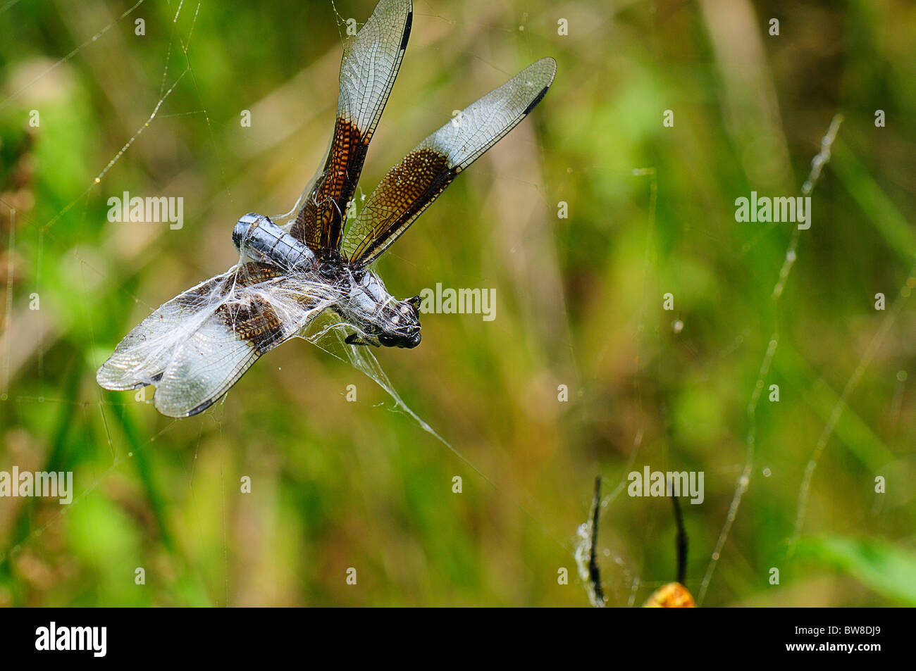 Male Widow Skimmer freshly caught in a spiderweb Stock Photo - Alamy