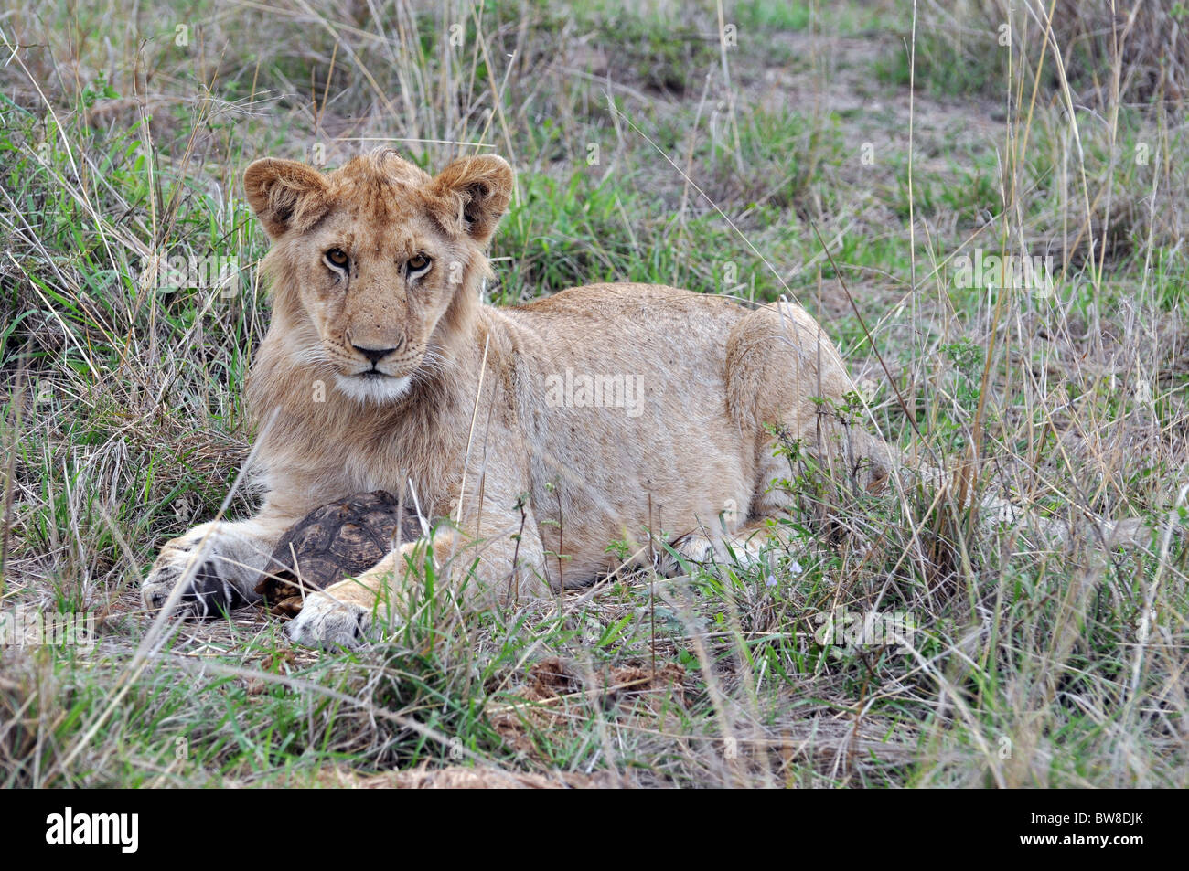 Lion cub with playing with tortoise Stock Photo - Alamy