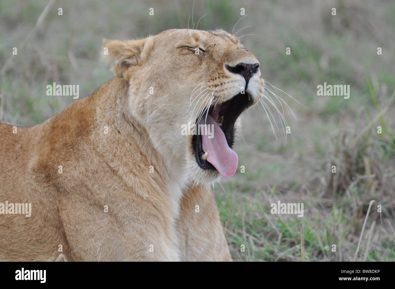 Female lion yawning Stock Photo - Alamy