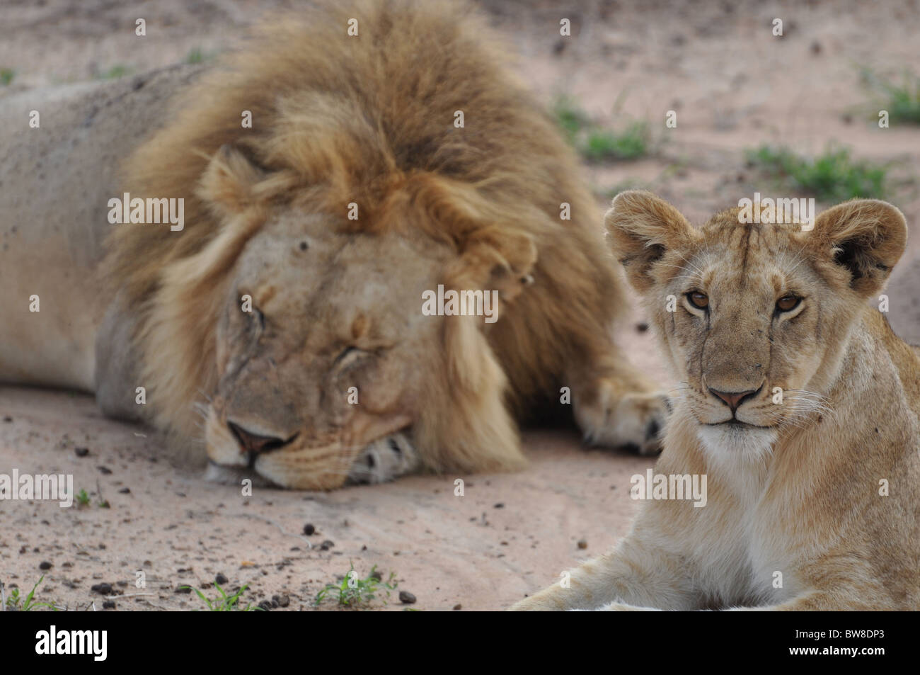 Male lion with cub Stock Photo - Alamy