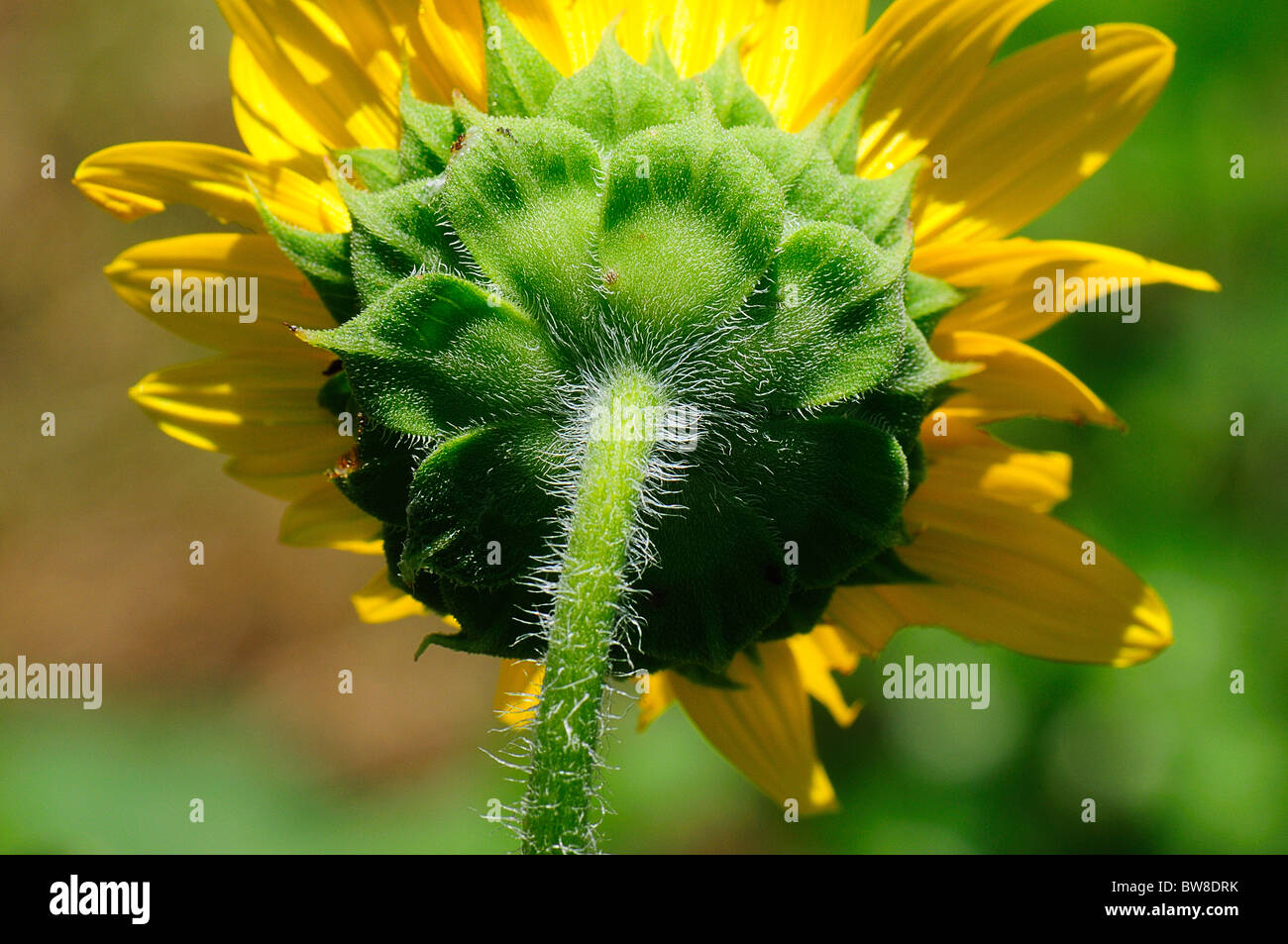 Sunflower from behind Stock Photo - Alamy