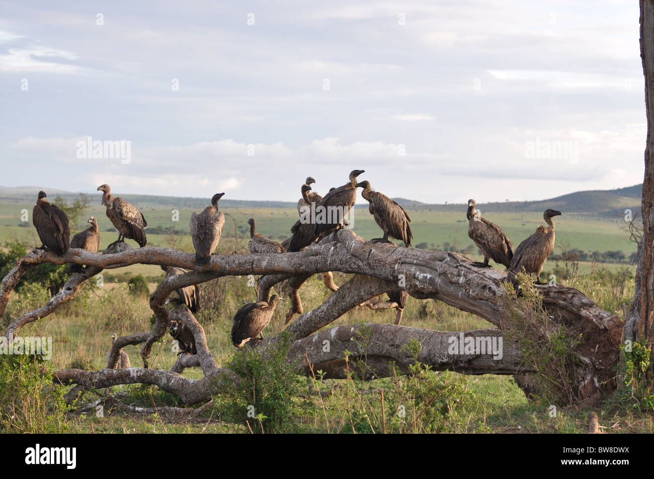 Vultures along dead tree Stock Photo - Alamy