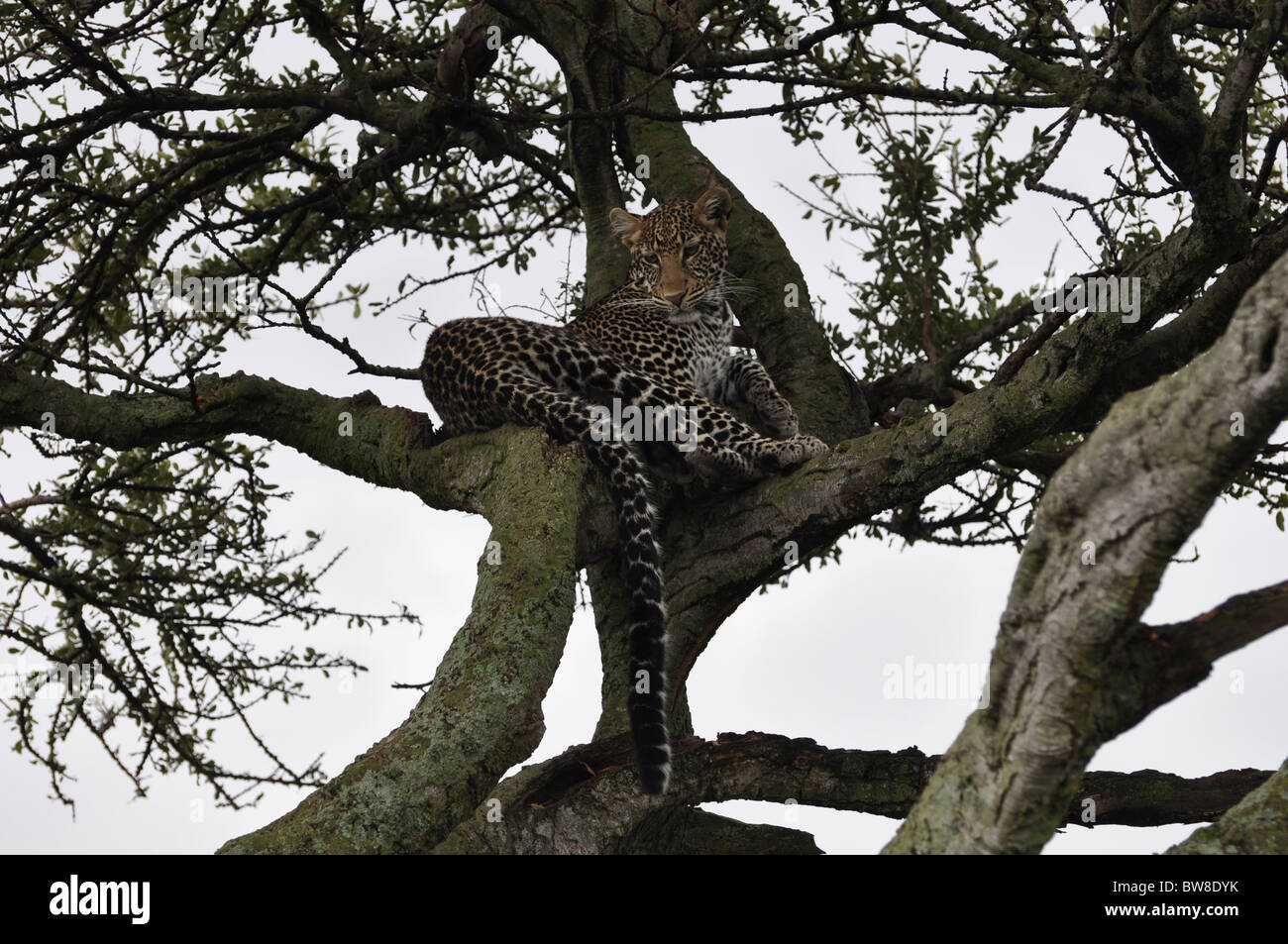 Cheetah in tree Stock Photo - Alamy