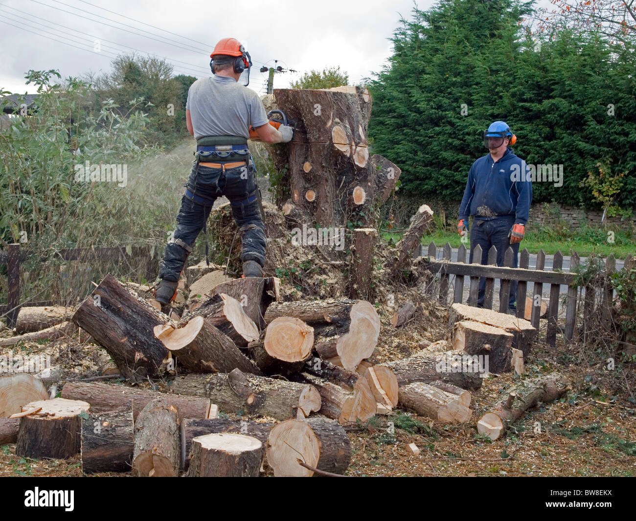 tree surgeon cutting Stock Photo - Alamy