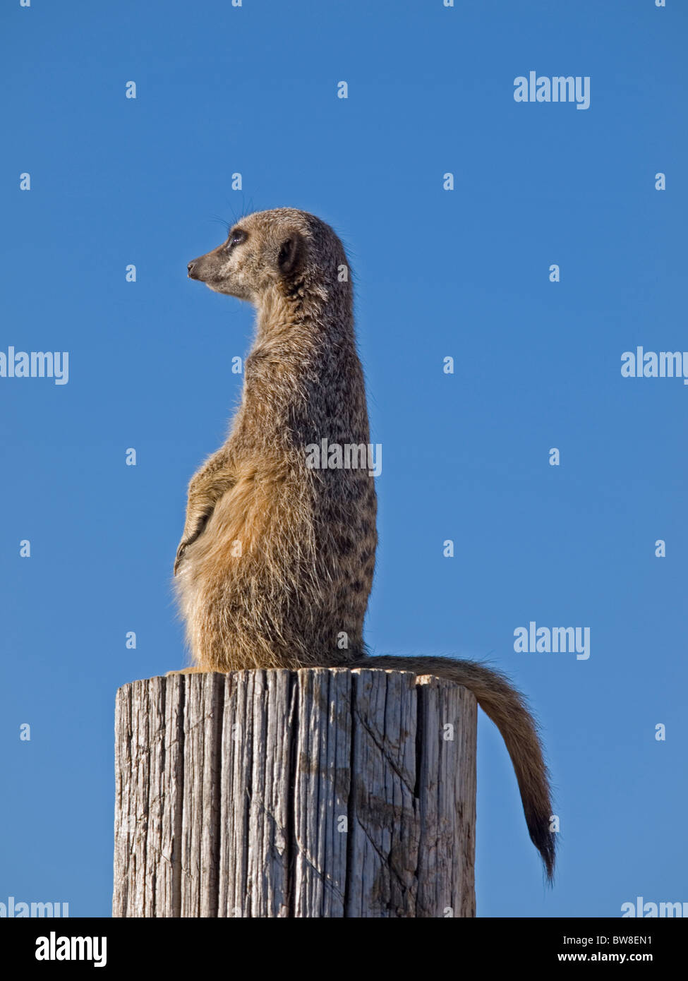 meerkat on post Stock Photo - Alamy