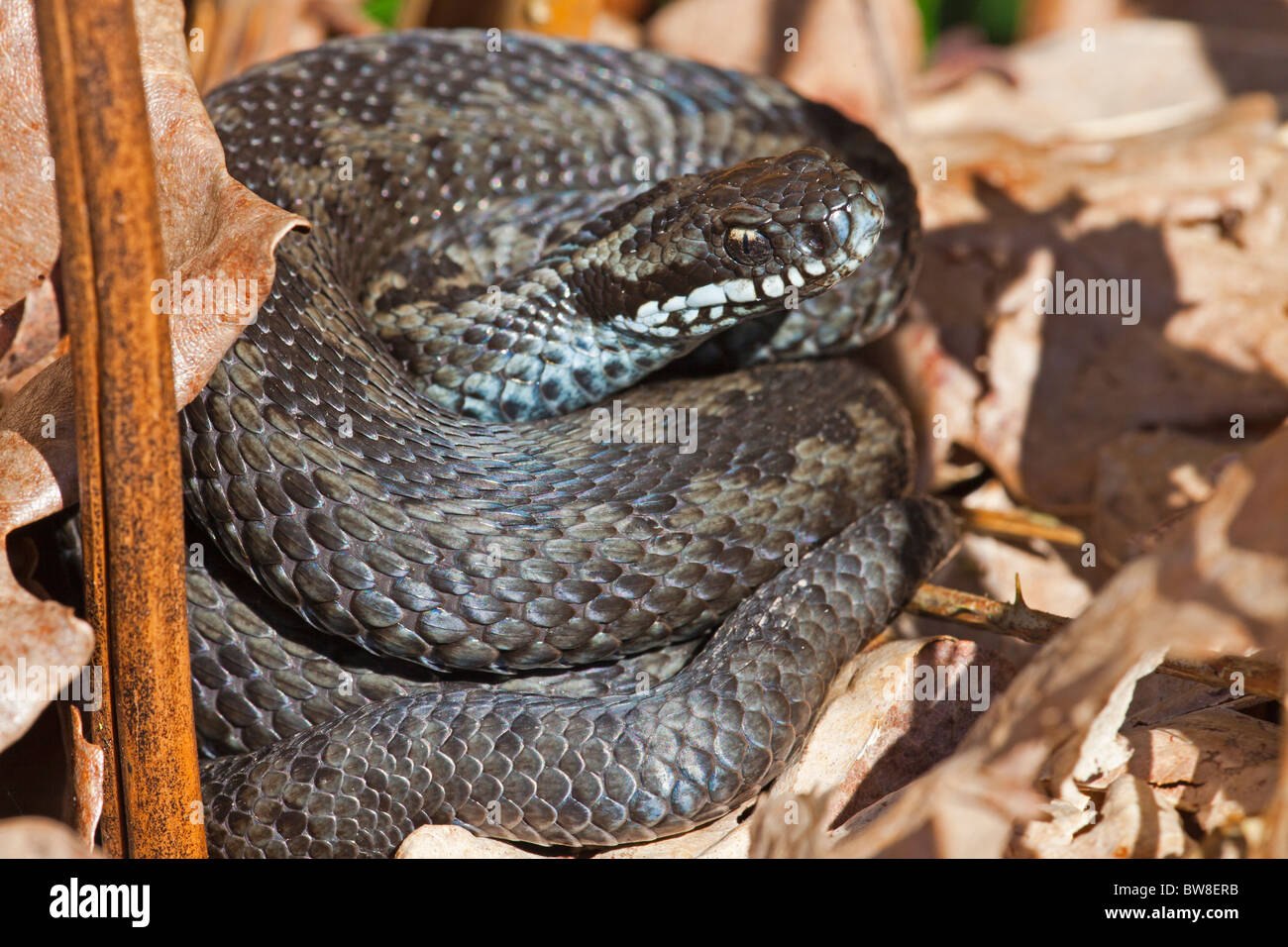 Adder britain hi-res stock photography and images - Alamy