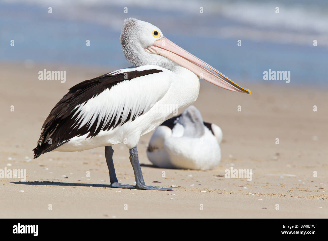 Australian pelican kangaroo island australia hi-res stock photography ...