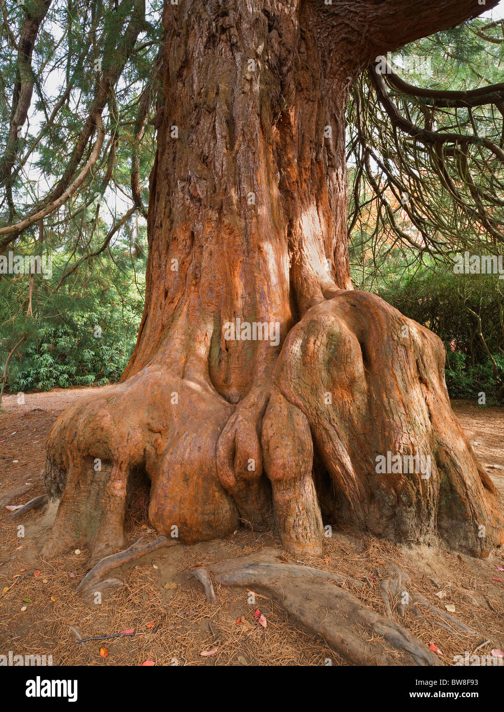 coniferous tree giant redwood at ground level showing the protective ...