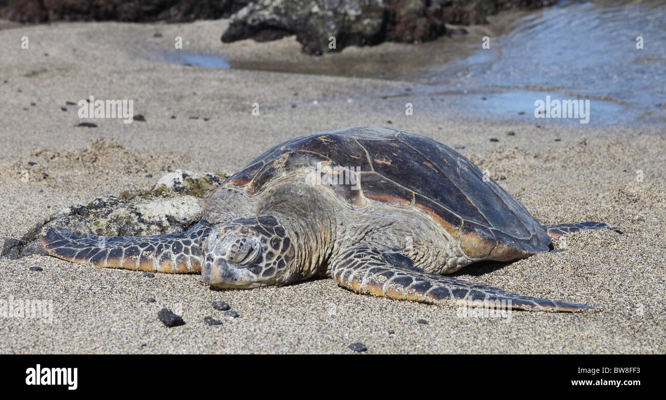 Turtle resting on Big Island beach Stock Photo - Alamy