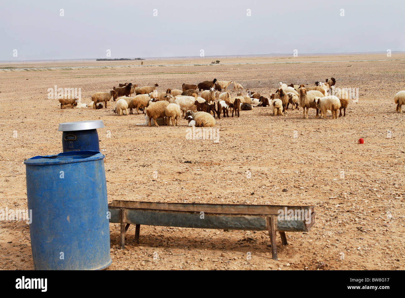 A herd of sheep at a Bedouin settlement in Syria Stock Photo - Alamy