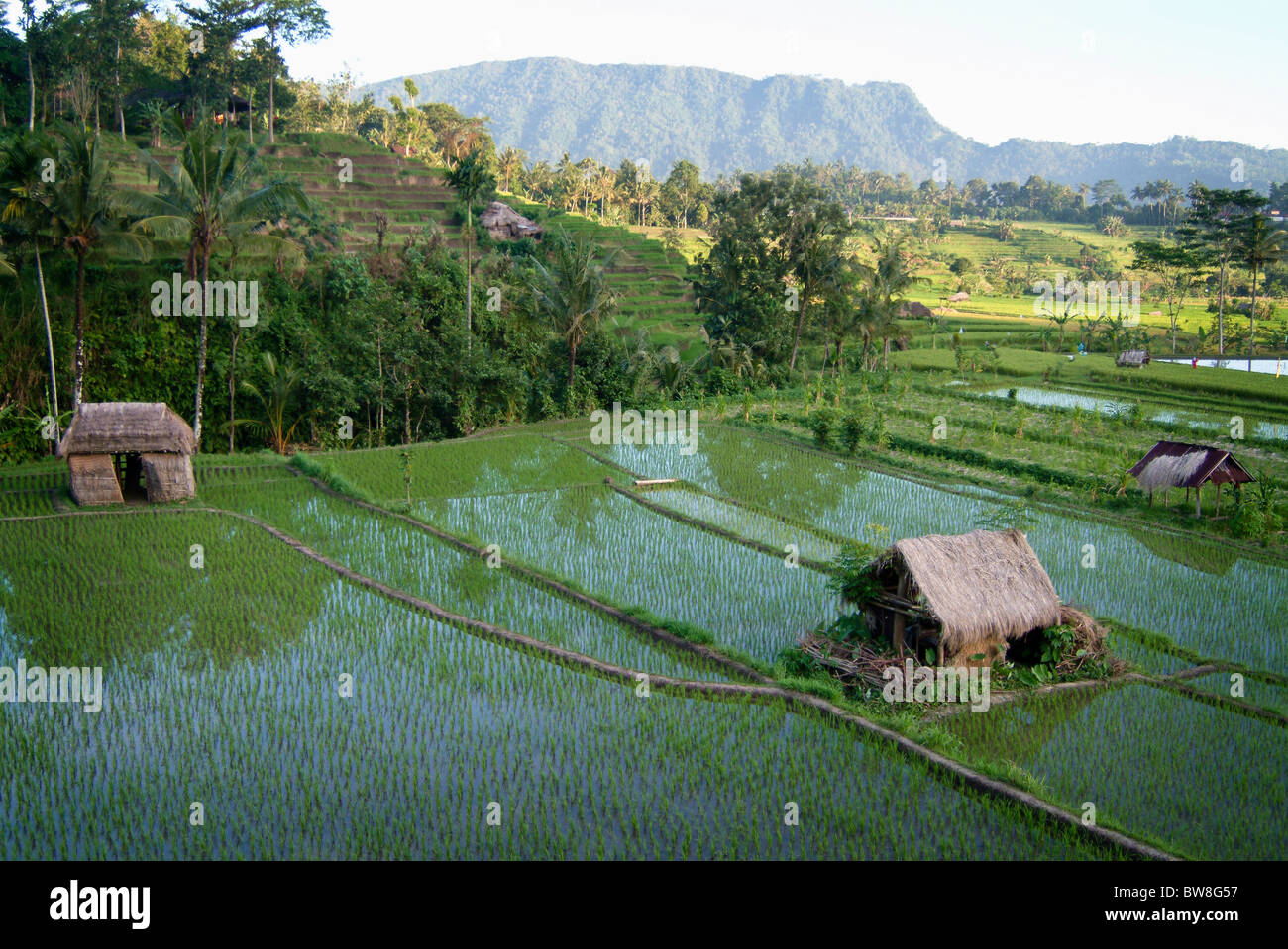 Sideman, Bali is one of the most beautiful valleys on earth. Vibrant ...