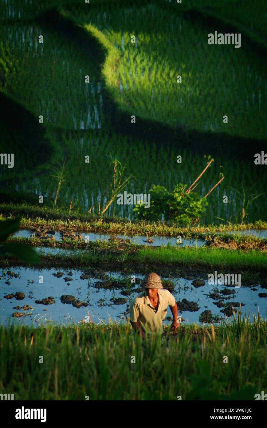 In the Sideman Valley, Bali, Indonesia, a rice field worker weed around ...