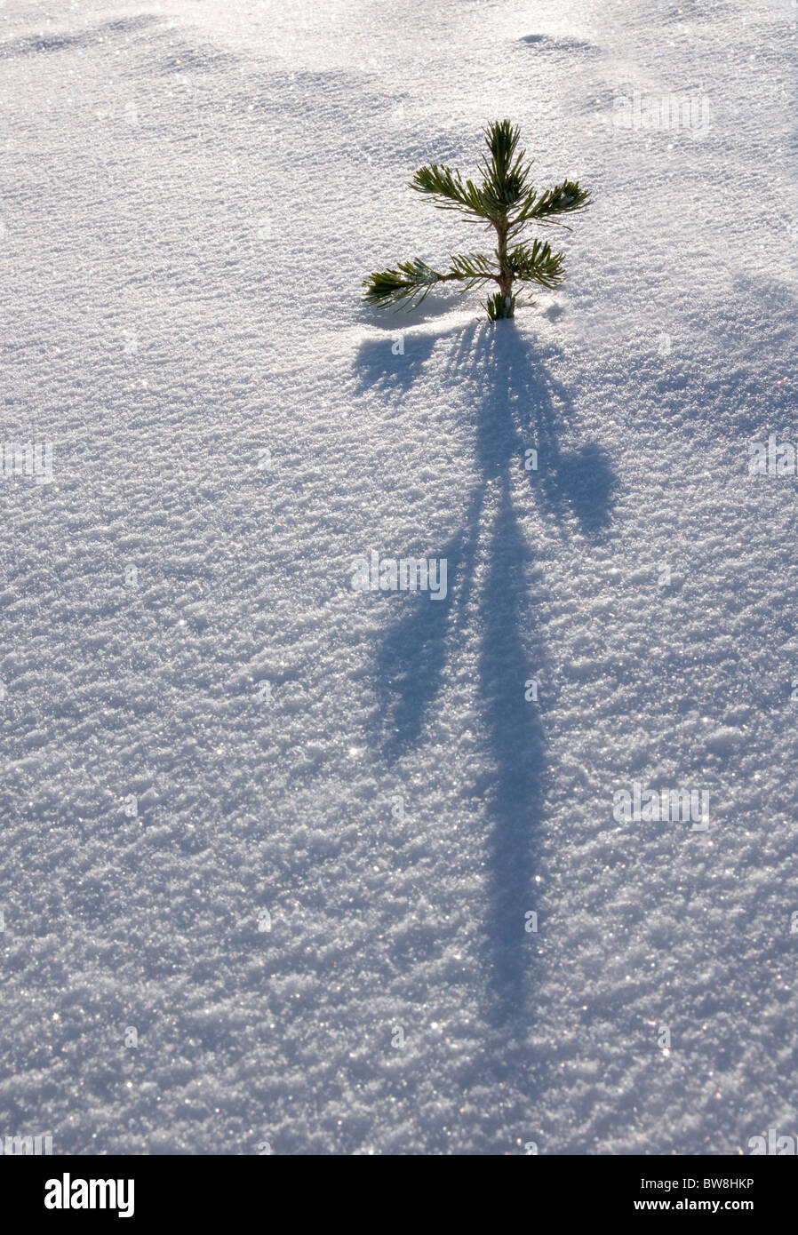 Casts tree shadow hi-res stock photography and images - Alamy