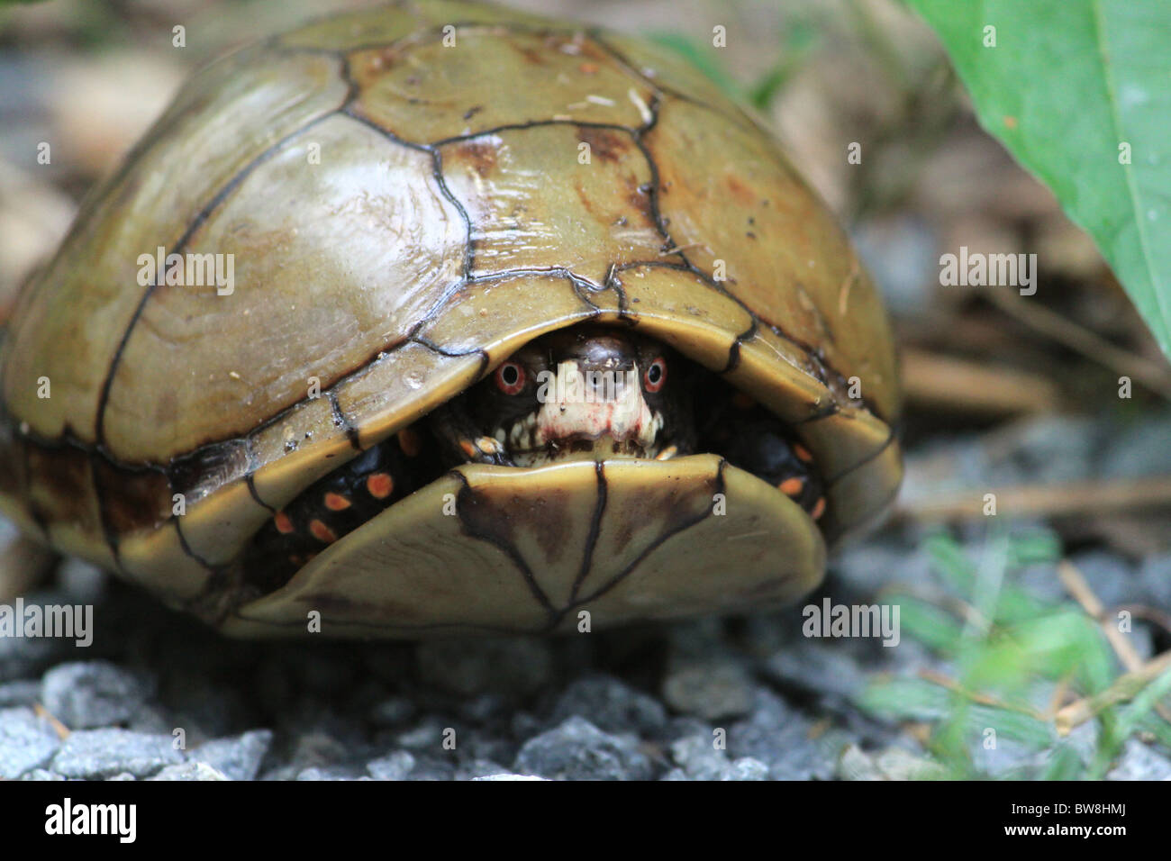 Turtle shell hi-res stock photography and images - Alamy