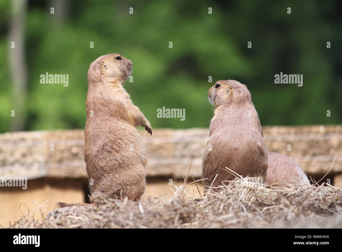 Two groundhogs looking into each others eyes Stock Photo - Alamy
