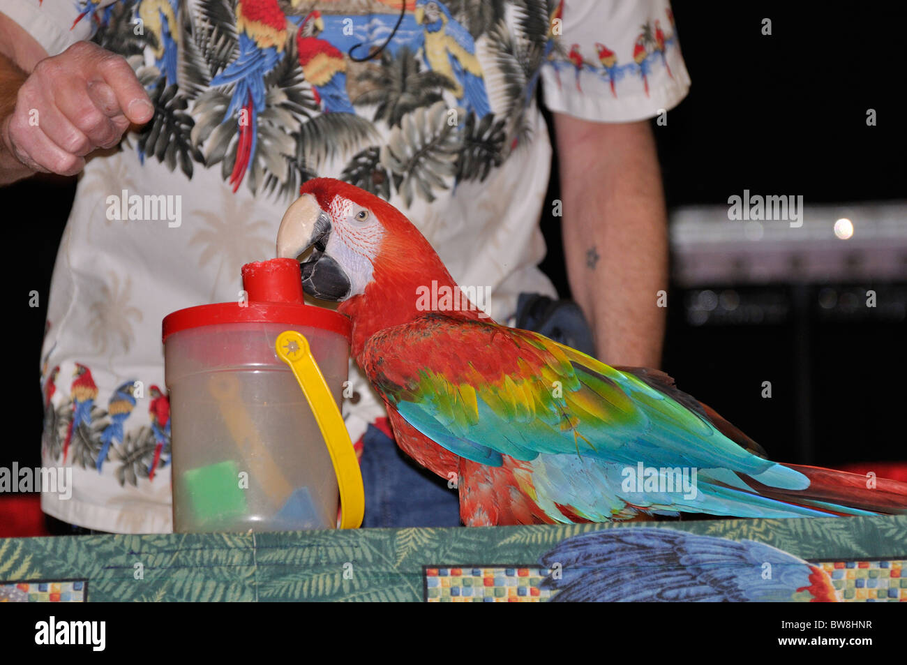 Crimson macaw hi-res stock photography and images - Alamy