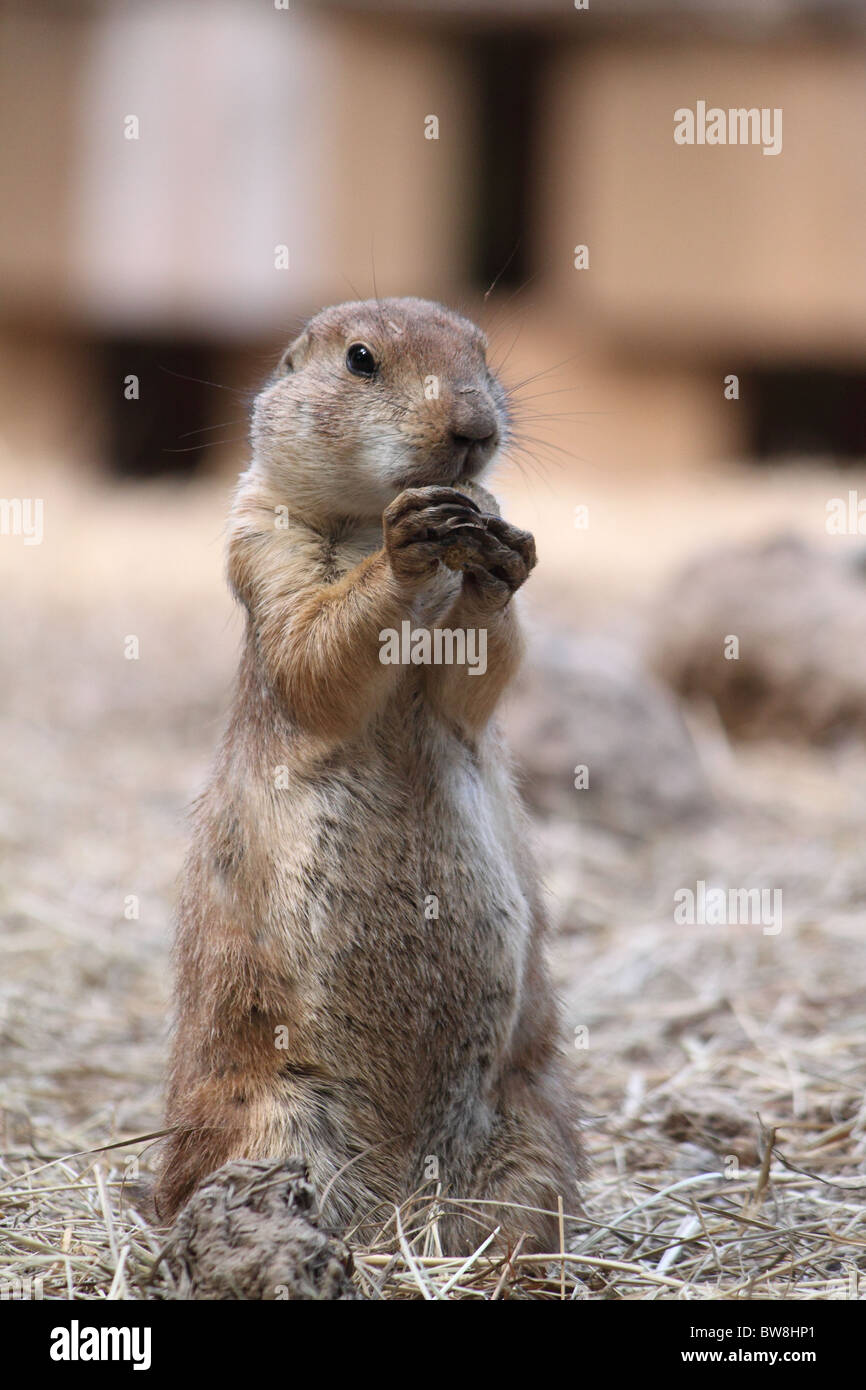 A cute groundhog sitting up and eating Stock Photo - Alamy