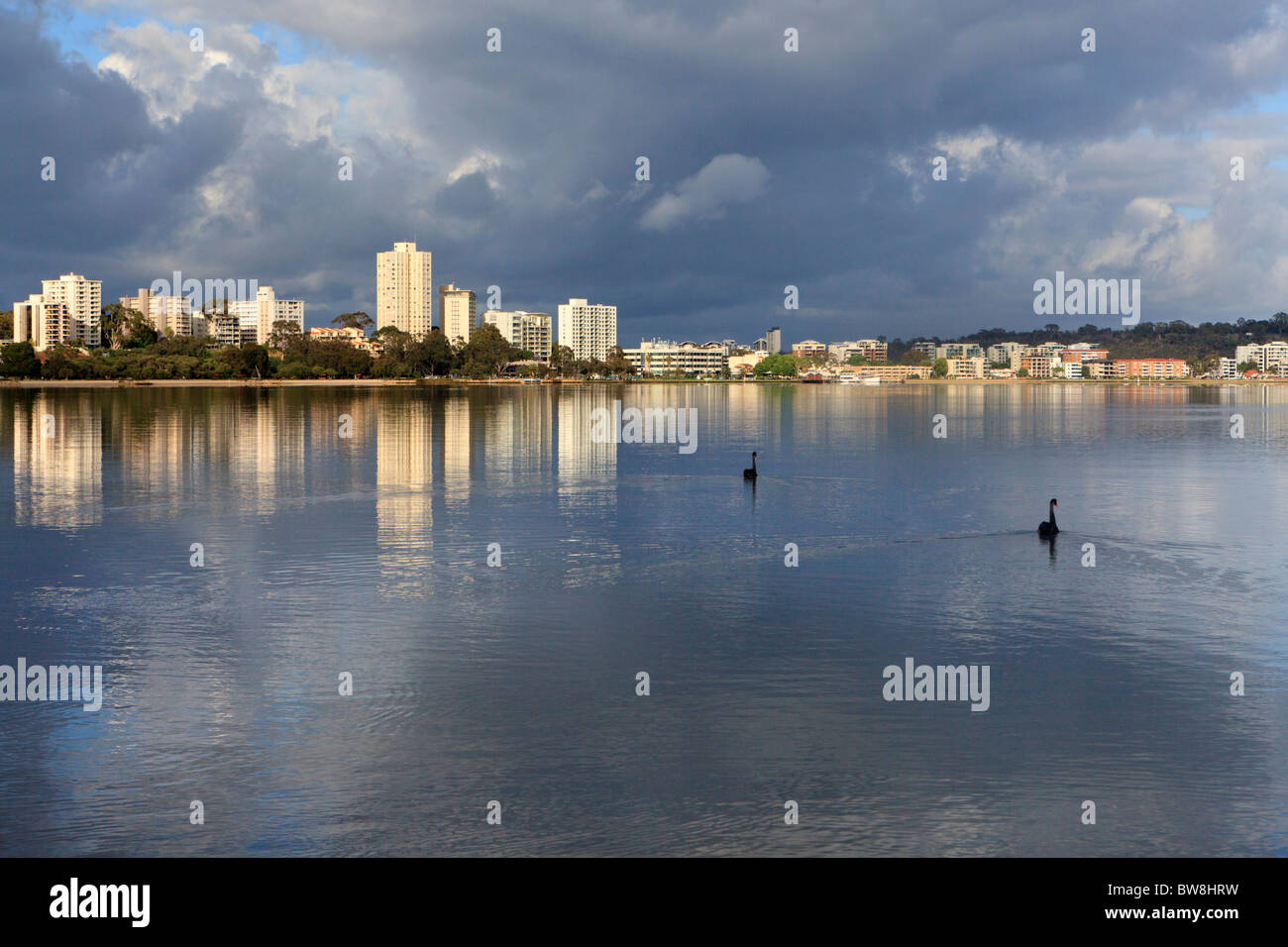 Perth swan river with swan hi-res stock photography and images - Alamy