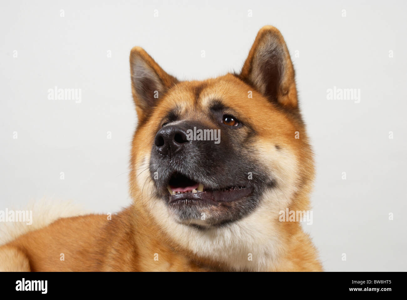 Japanese akita dog teeth hi-res stock photography and images - Alamy