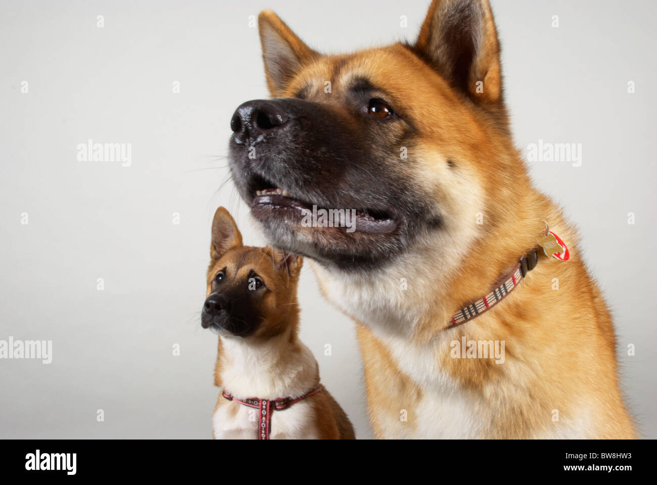 Japanese akita dog teeth hi-res stock photography and images - Alamy
