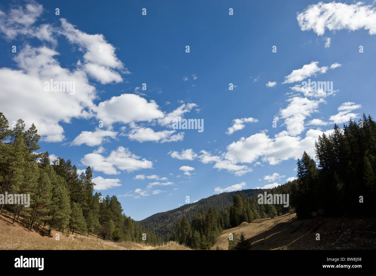 Tall timber trees in the Lincoln National Forest birthplace of the ...